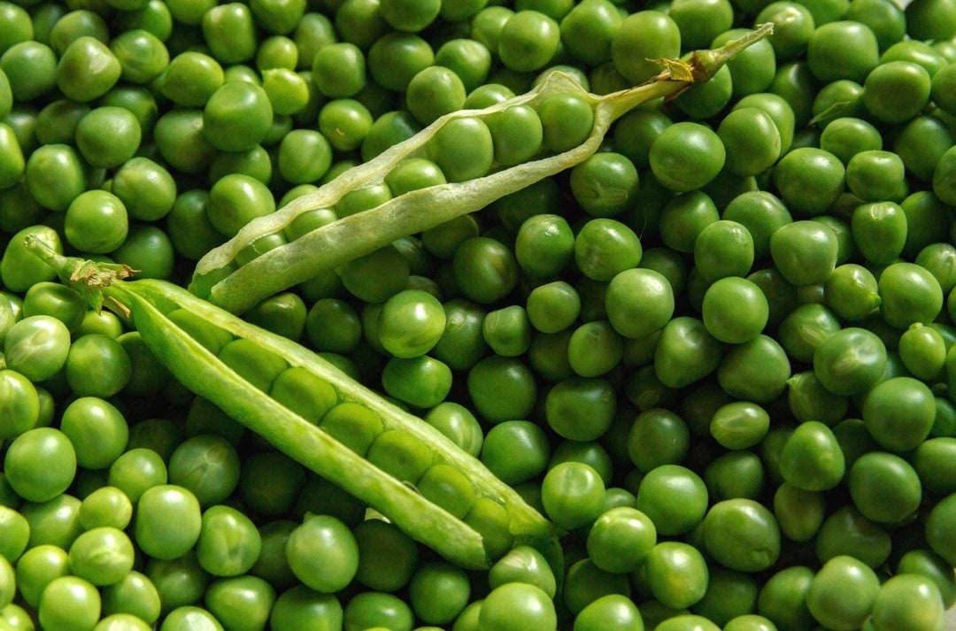 Pea Seeds, Lincoln Pea Seeds , "cool BEANS N Sprouts" Brand. Home ...