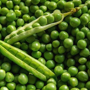 Pea Seeds, Lincoln Pea Seeds , "cool BEANS N Sprouts" Brand. Home ...