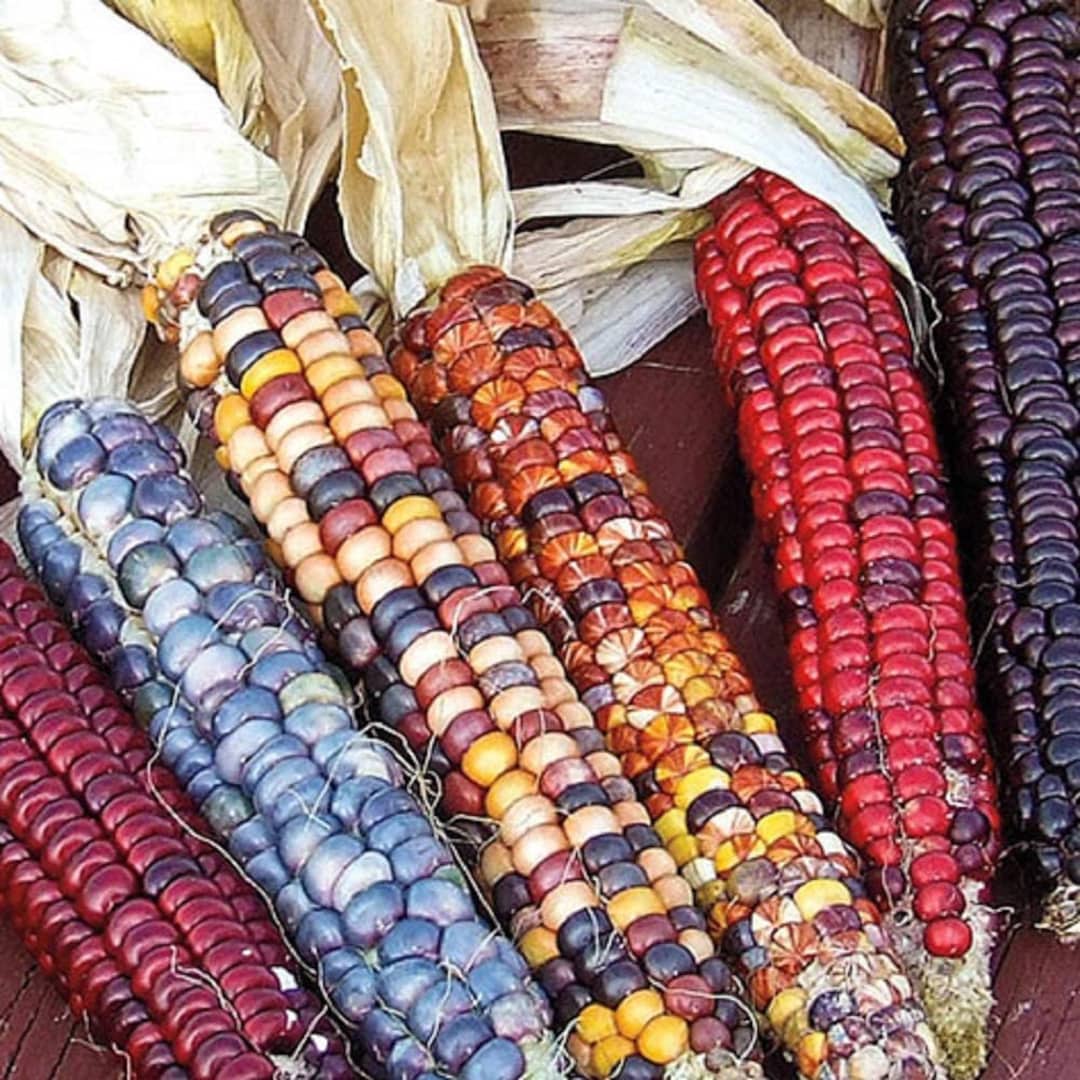 Corn Seeds- Indian Ornamental Corn Seeds ,"cool BEANS N Sprouts" Brand ...
