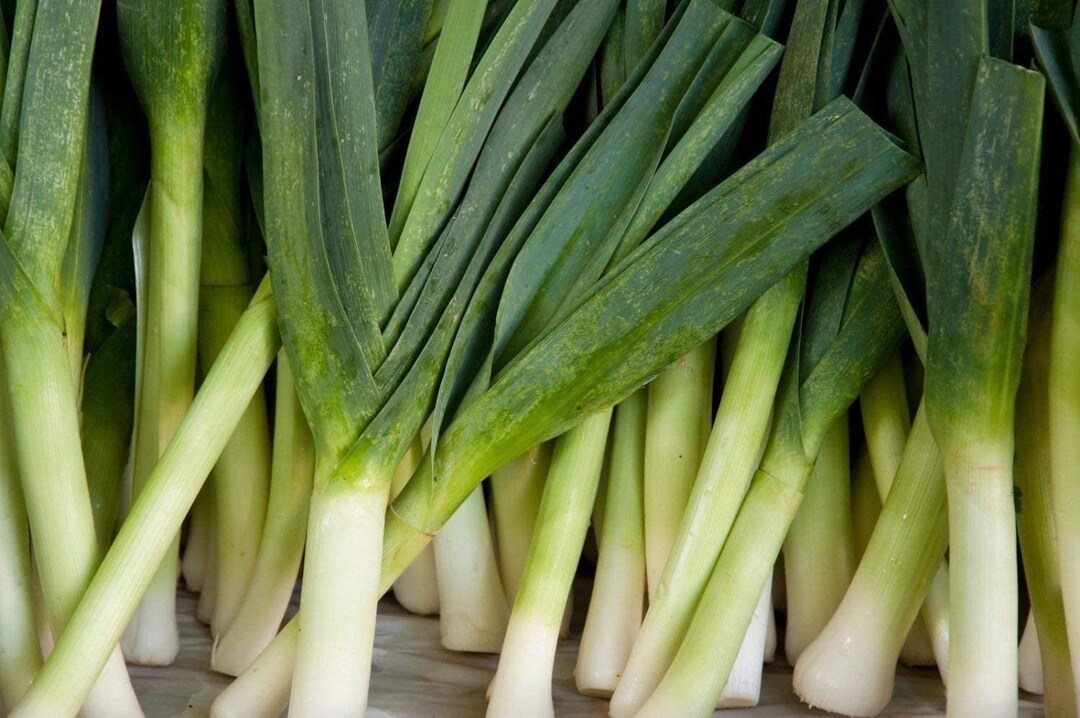 Leek Seeds, American Flag Leek Seeds, "cool BEANS N Sprouts" Brand ...