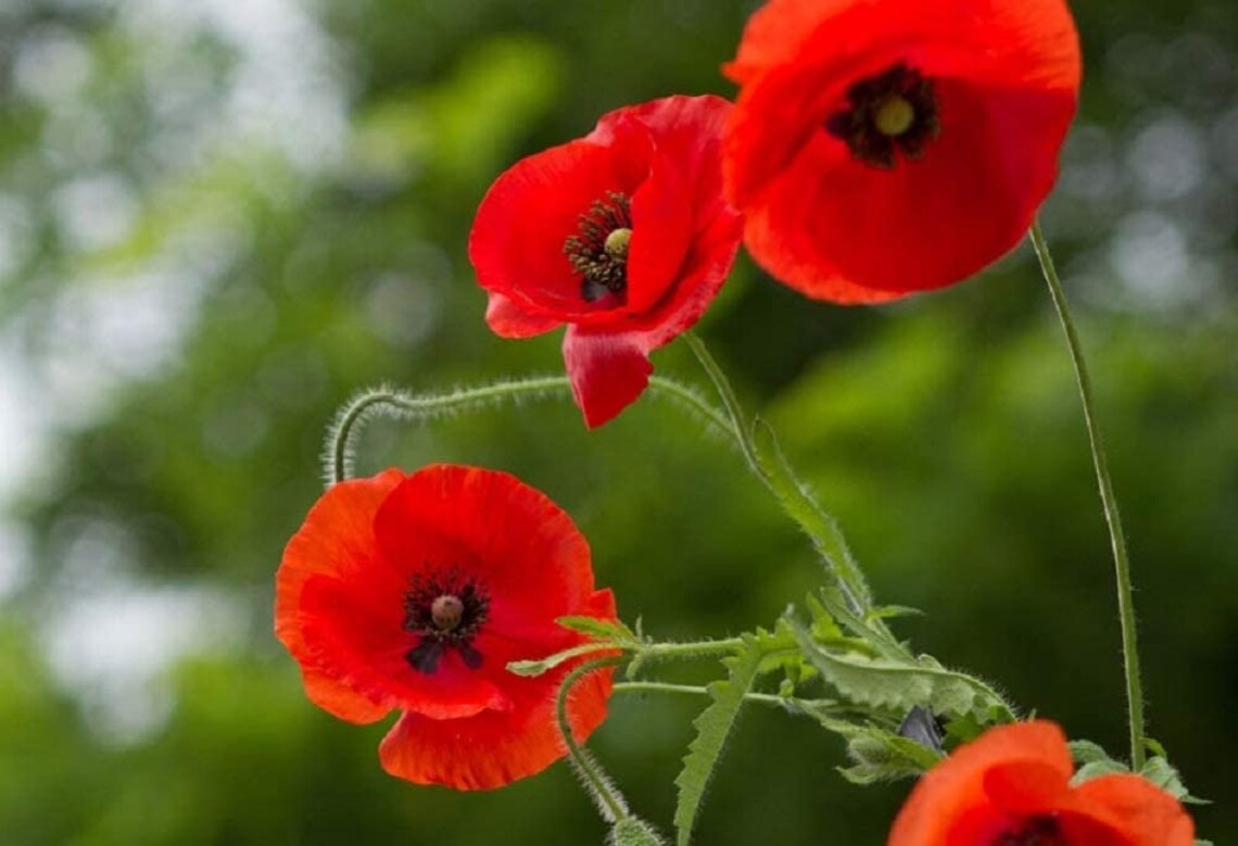 Poppy Flower Seeds, Corn Poppy Flower Seeds, "cool BEANS N Sprouts ...