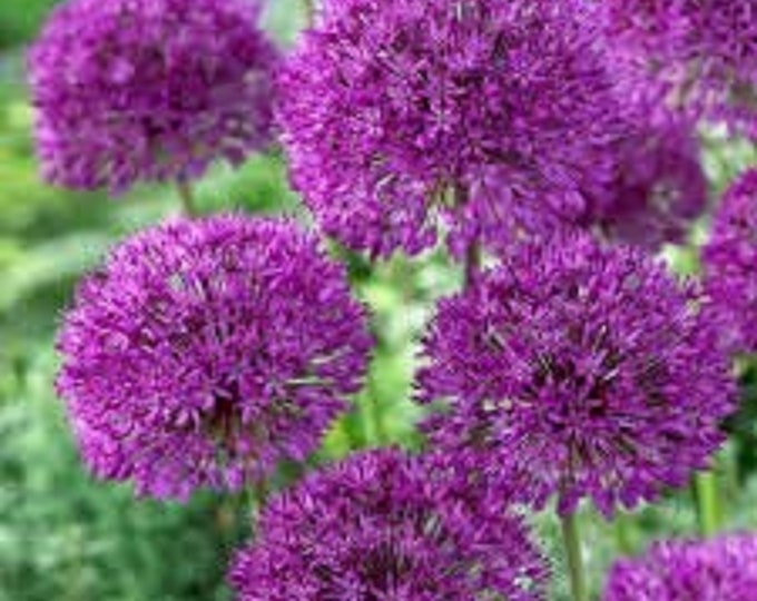 Allium 'serendipity', Fall Planting, Ornamental Onion Purple, Plant for ...