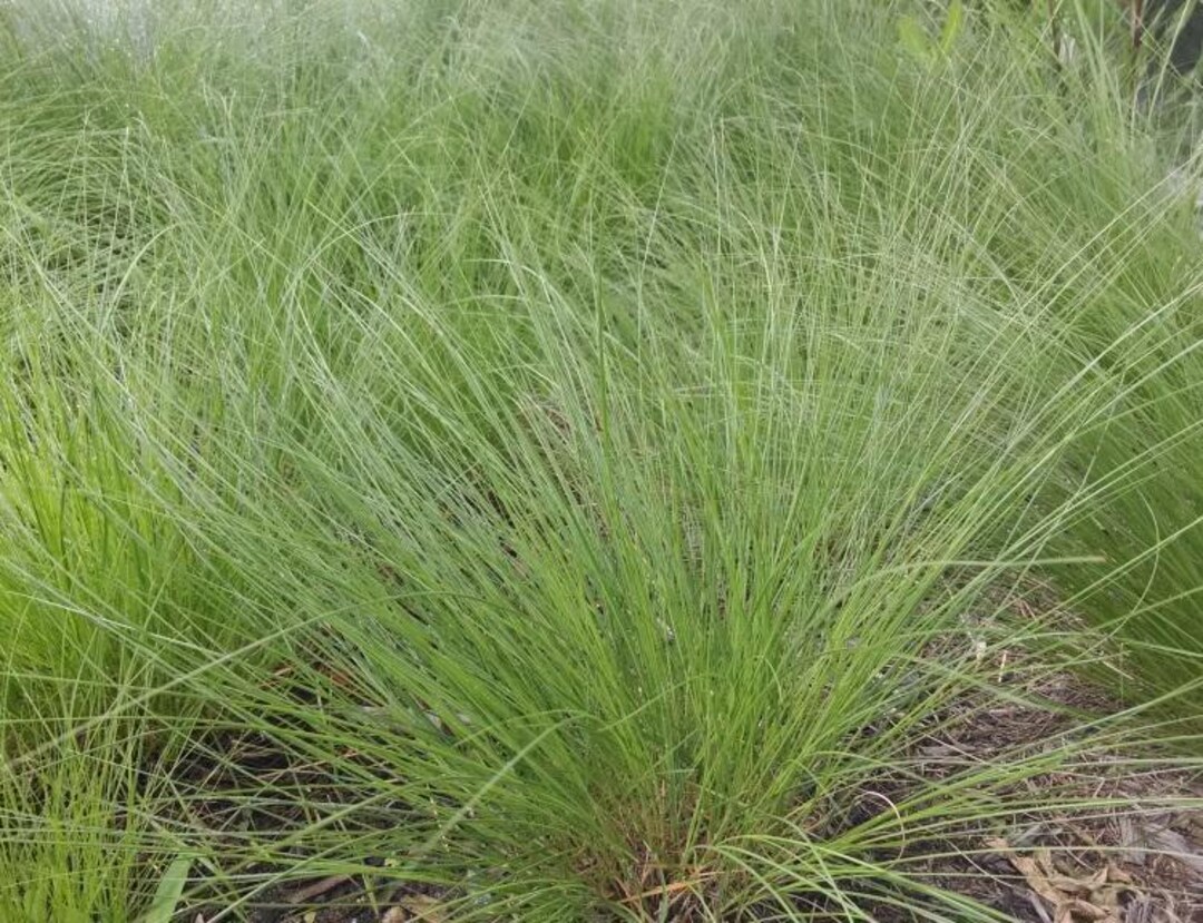 Premium Dropseed Rough Grass Seeds, Seeds for You to Plant at Home ...