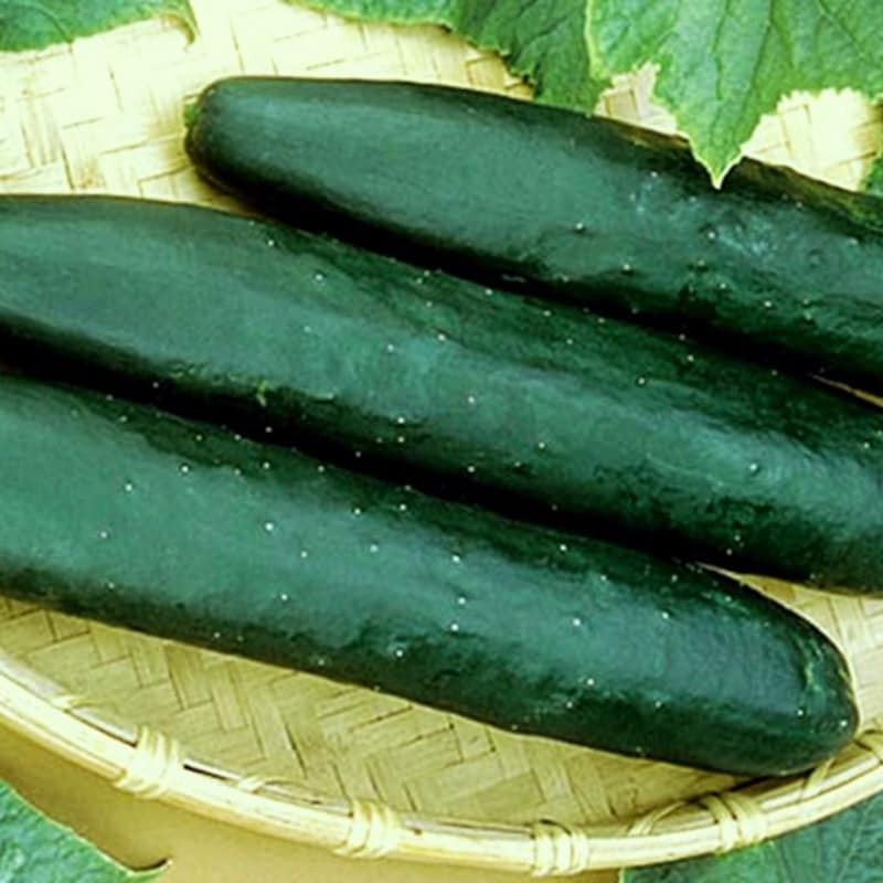 Party Time Cucumber Seeds - Etsy
