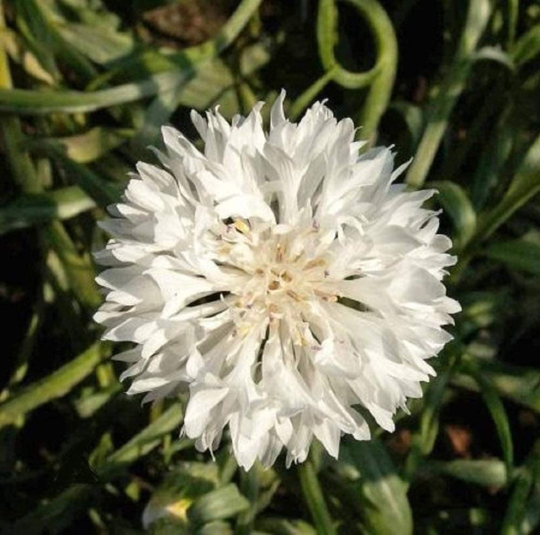 Bachelor Button Seeds, Tall White Bachelor Button Flower Seeds,"cool ...