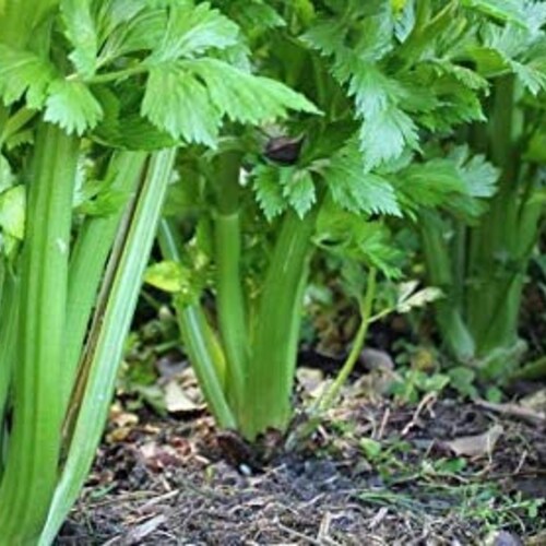 Bean Black Turtle Bean Seeds cool BEANS N Sprouts - Etsy