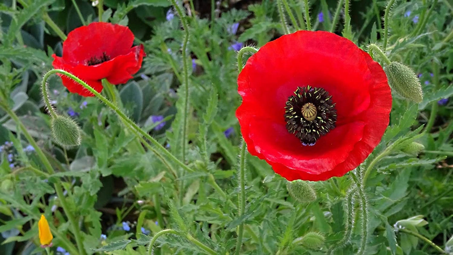 Poppy Flower Seeds, Red Poppy Flower Seeds, "cool BEANS N Sprouts ...