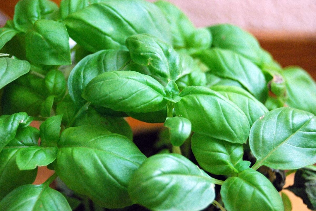 Basil Seed-large Italian Leaf, "cool BEANS N Sprouts" Brand. Home ...