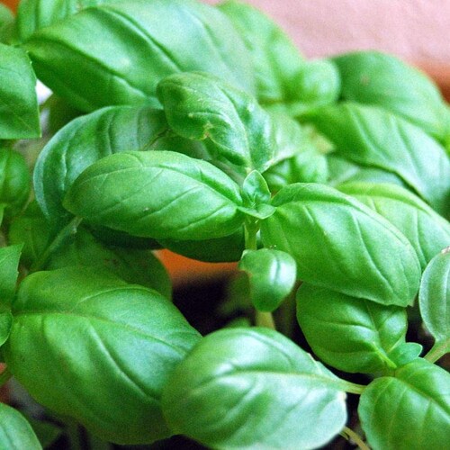 Bean Black Turtle Bean Seeds cool BEANS N Sprouts - Etsy