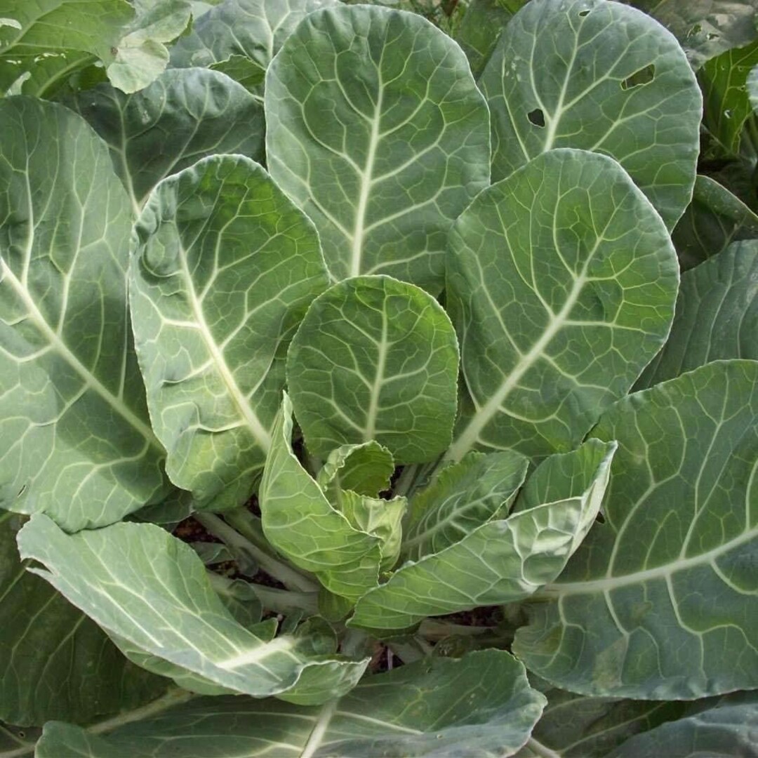 Collard Green Seeds , Vates Collard Green Seeds,"cool BEANS N Sprouts ...