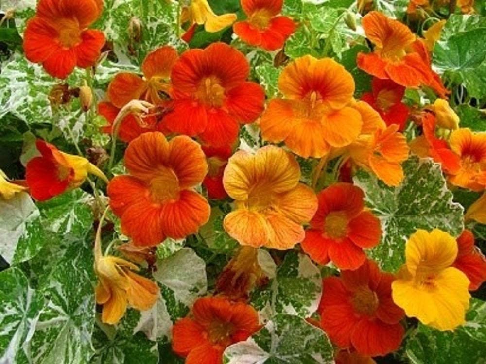 Nasturtium Flower Seeds, Nasturtium Double Gleam Flower Seeds, "cool ...