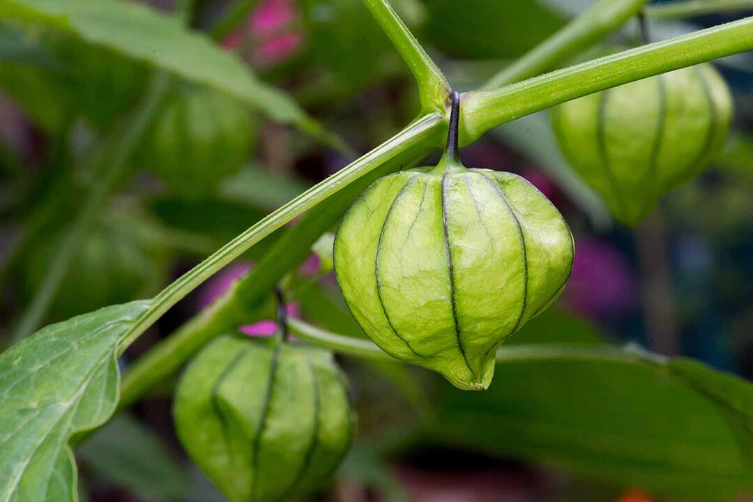 Tomatillo Toma Verde Seeds, Seeds for Planting in Your Home Garden ...