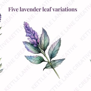 Watercolor Lavender Clipart - Floral Spring Transparent PNG Format ...