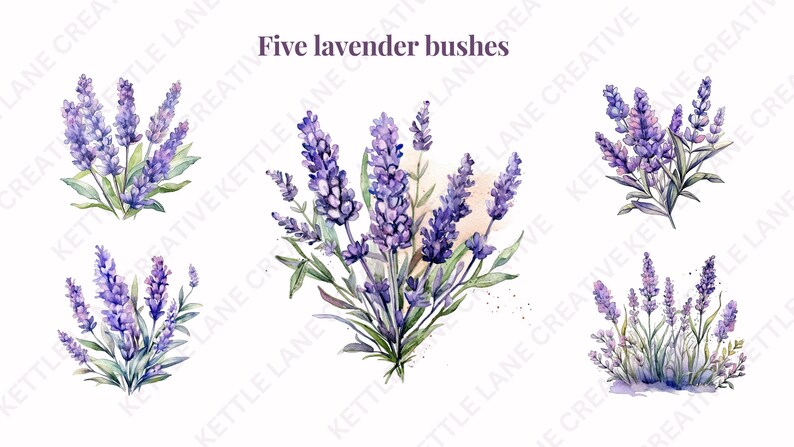 Watercolor Lavender Clipart - Floral Spring Transparent PNG Format ...