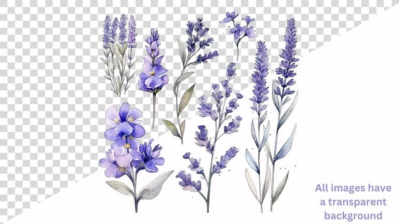 Watercolor Lavender Clipart - Floral Spring Transparent PNG Format ...