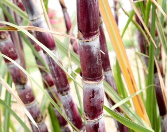 Sugarcane florida Red Live Plant - Etsy