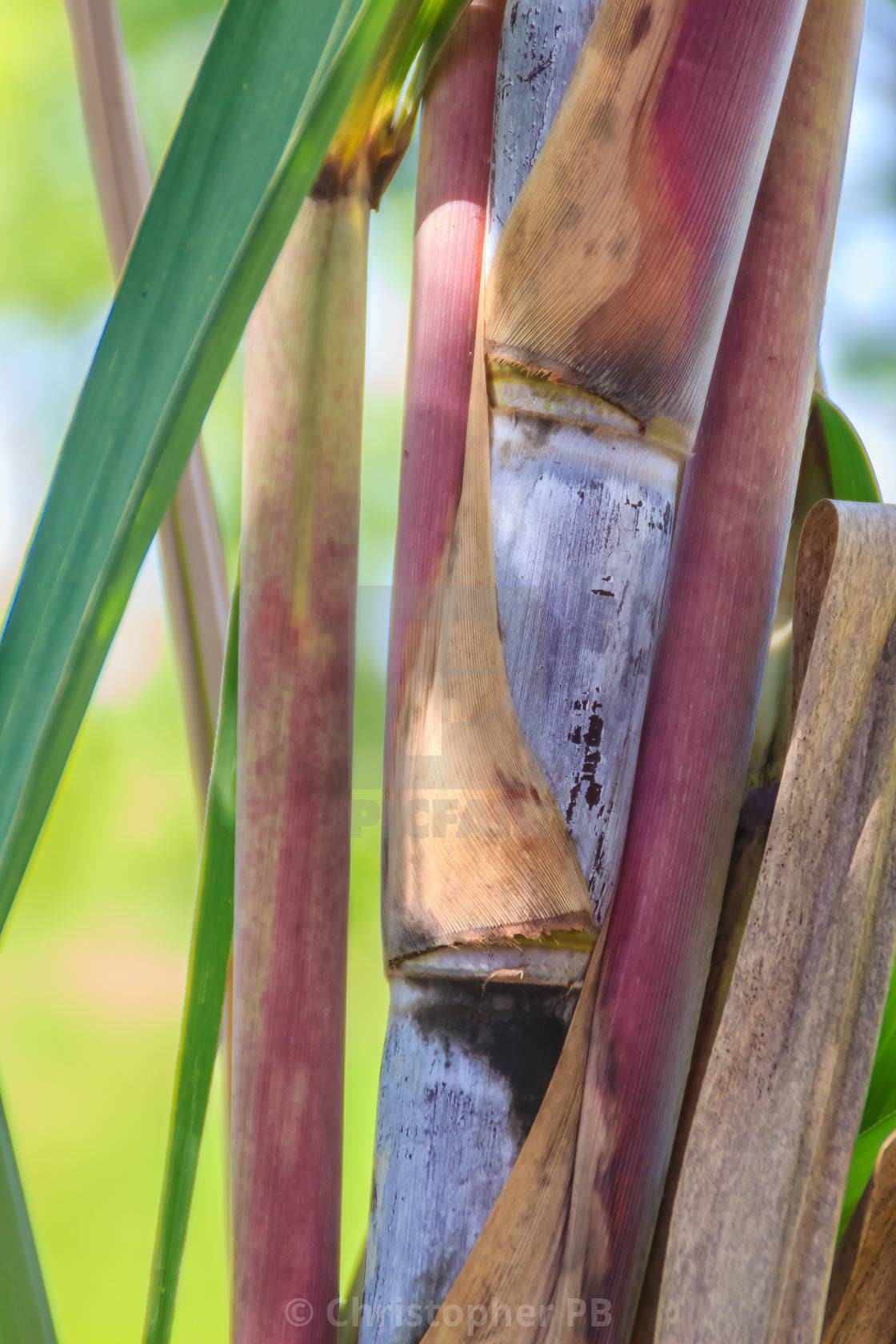 Red Sugarcane Live Plant Grown Organic 1-6ft Options Super Sweet and ...