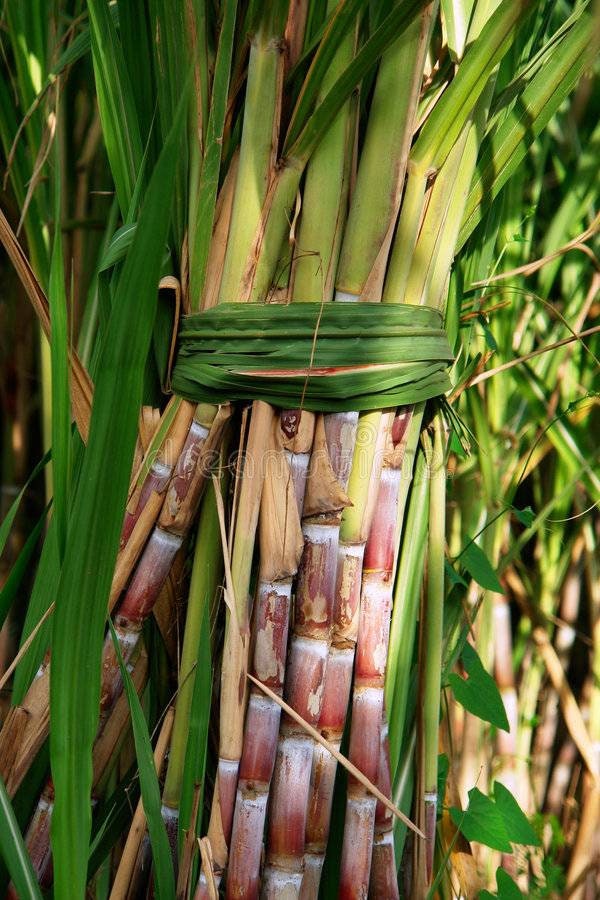 Red Sugarcane Live Plant Grown Organic 1-6ft Options Super Sweet and ...