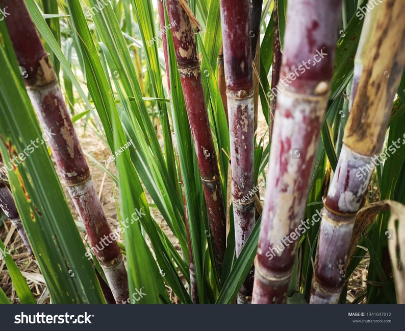 Red Sugarcane Live Plant Grown Organic 1-6ft Options Super Sweet and ...