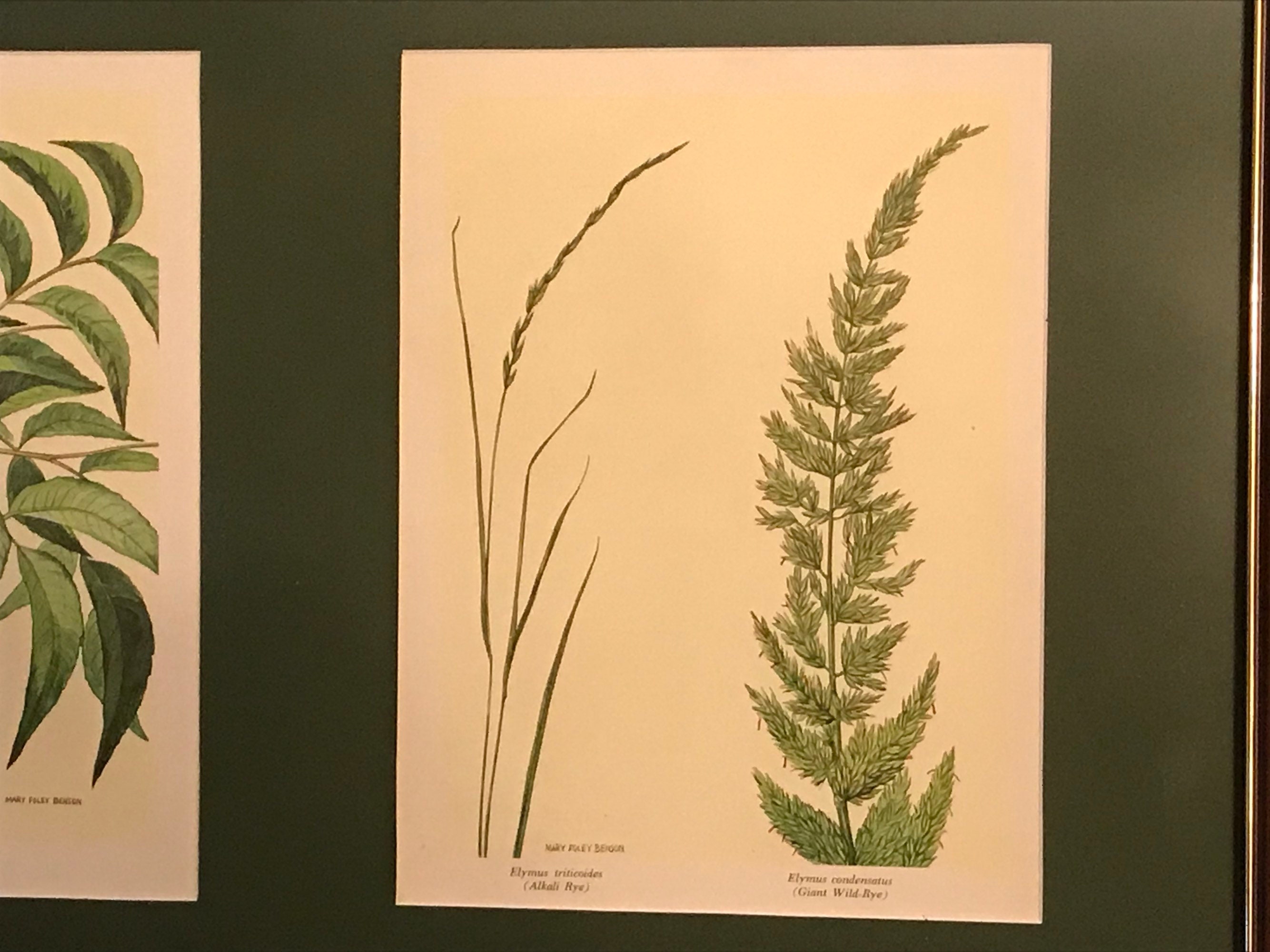 Deux Vintage botanique imprime par Mary Foley Benson de Plantes ...