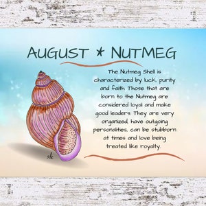 August Seashell Coastal Decor,seashell Framed Art Print,nautical ...