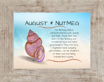 Seashell Framed Art - Etsy