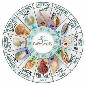 August Seashell Coastal Decor,seashell Framed Art Print,nautical ...