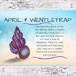 April Seashell Coastal Decor, April Seashell Framed Print, Wentletrap ...