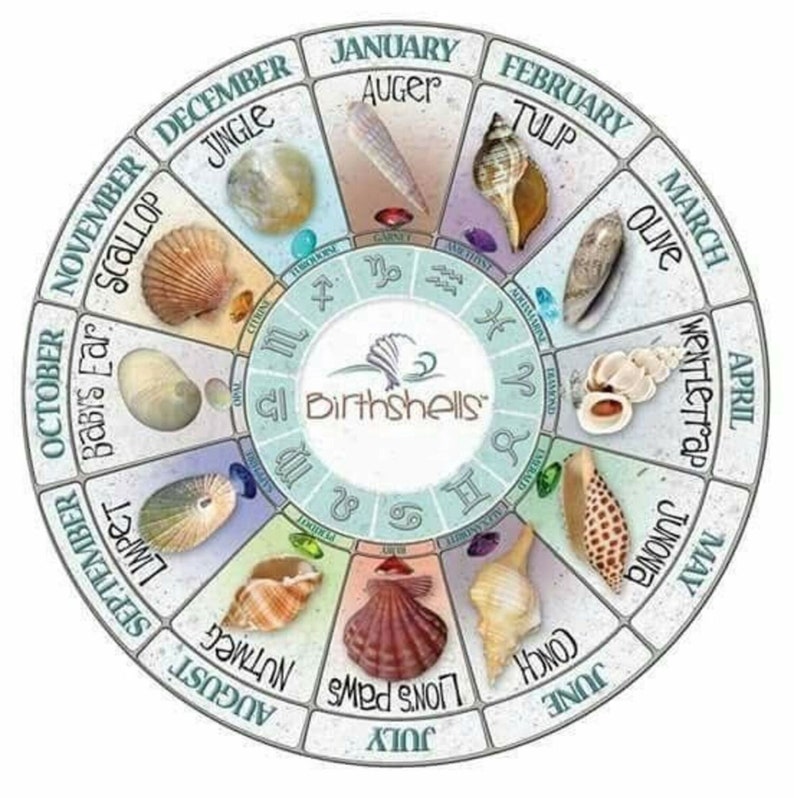 November Birth Shell Framed Art Print: Nautical Watercolor Coastal ...