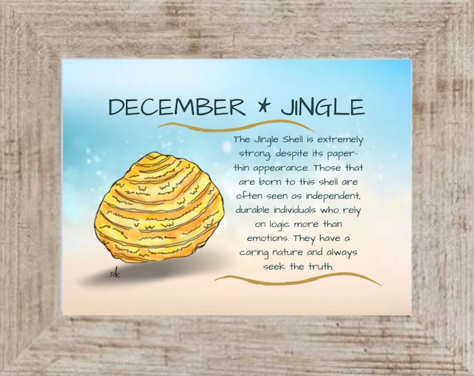 Pawleys Island Shells | Imperial Venus Clam | 1 Piece | Shells to ...