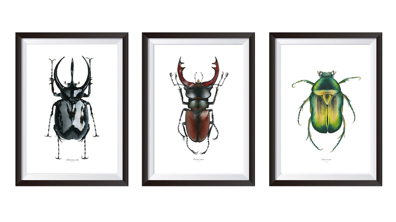3 Beetle INSECT POSTERS With or Without Frame Insect Watercolor Art ...