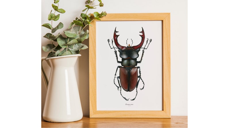 3 Beetle INSECT POSTERS With or Without Frame Insect Watercolor Art ...