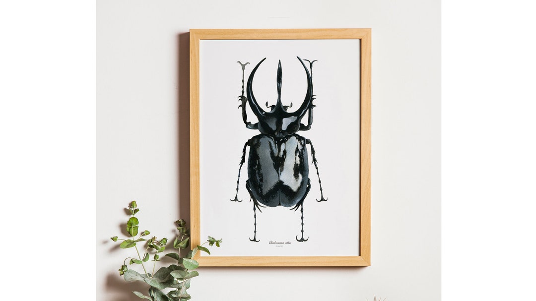 Beetle Poster • Beetle Watercolor • Naturalist Animal Illustration ...