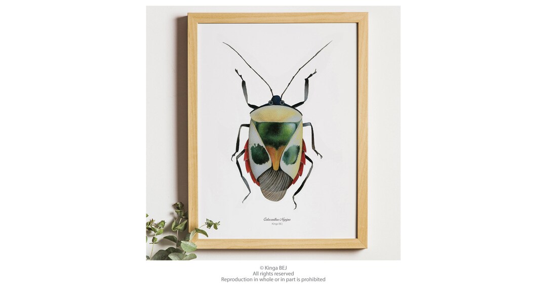 Insect Watercolor Poster Wall Decoration Beetle Illustration ...
