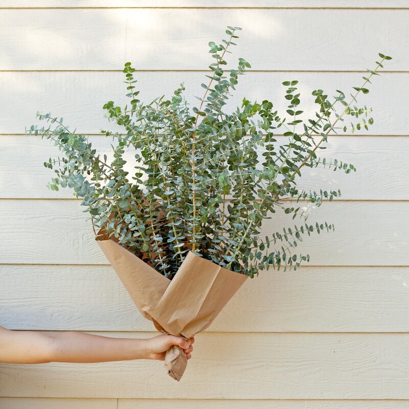 Eucalyptus - Etsy