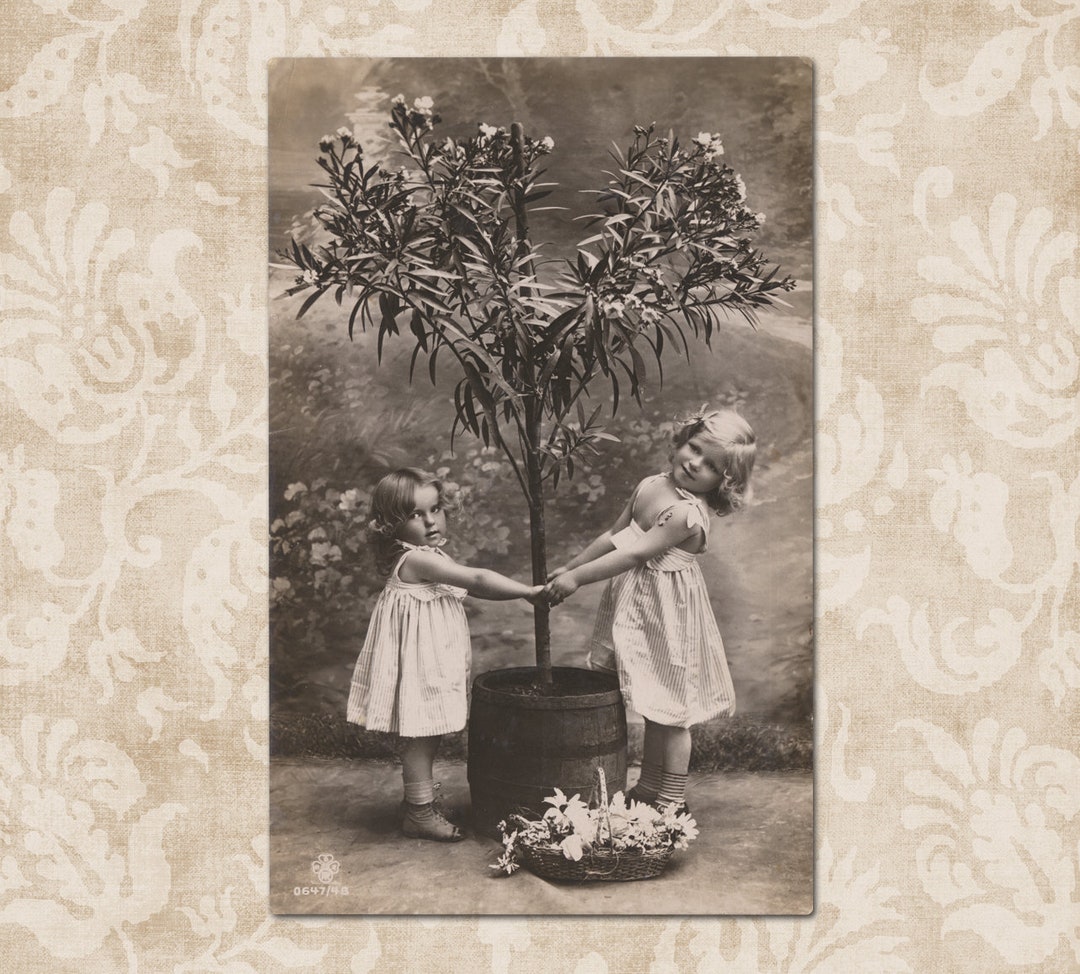Joyful Girls With a Little Oleander Tree Antique Postcard From the ...
