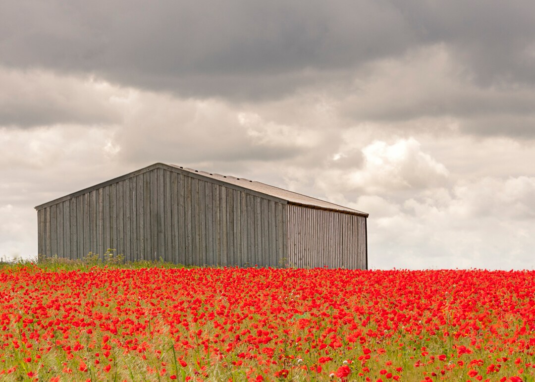 Poppy Fields at West Pentire in Cornwall. Poppy Print - Etsy