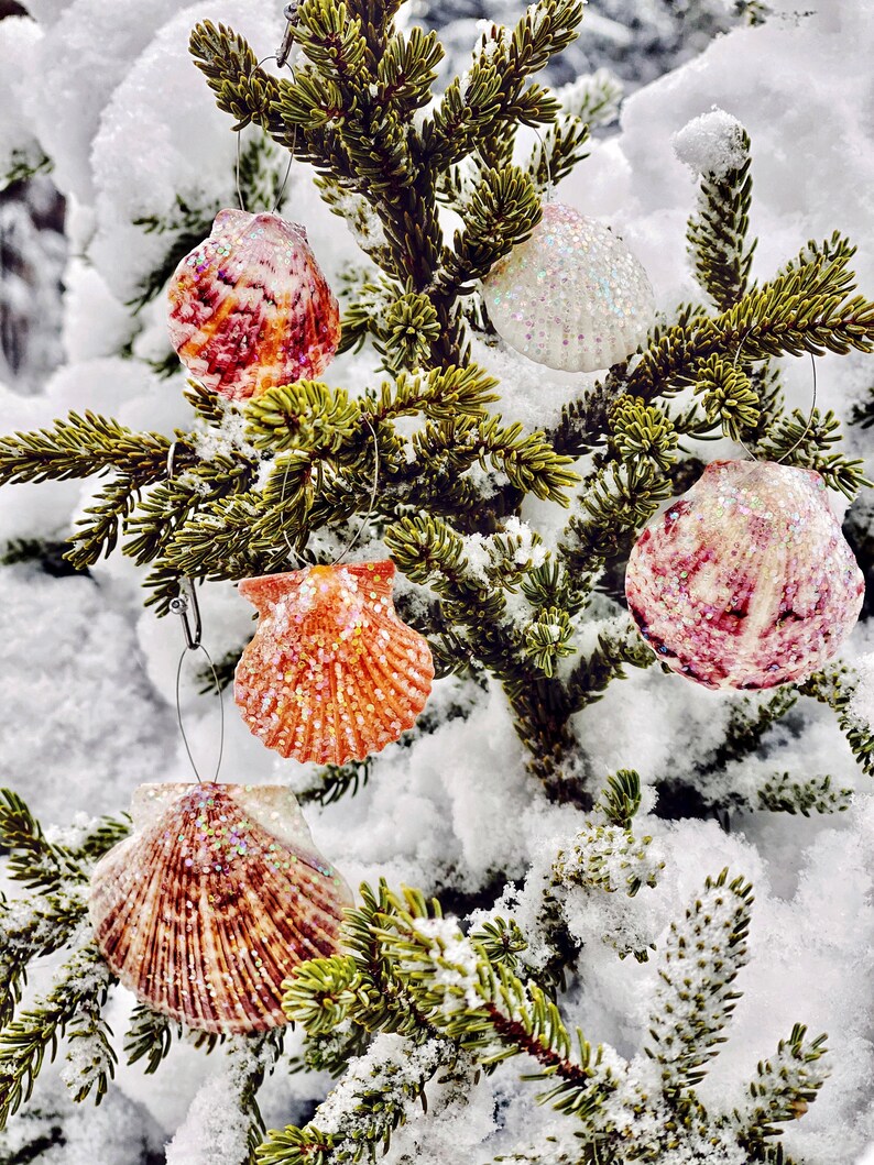 Seashell Christmas Ornaments: Scallop Shell Pack - Etsy