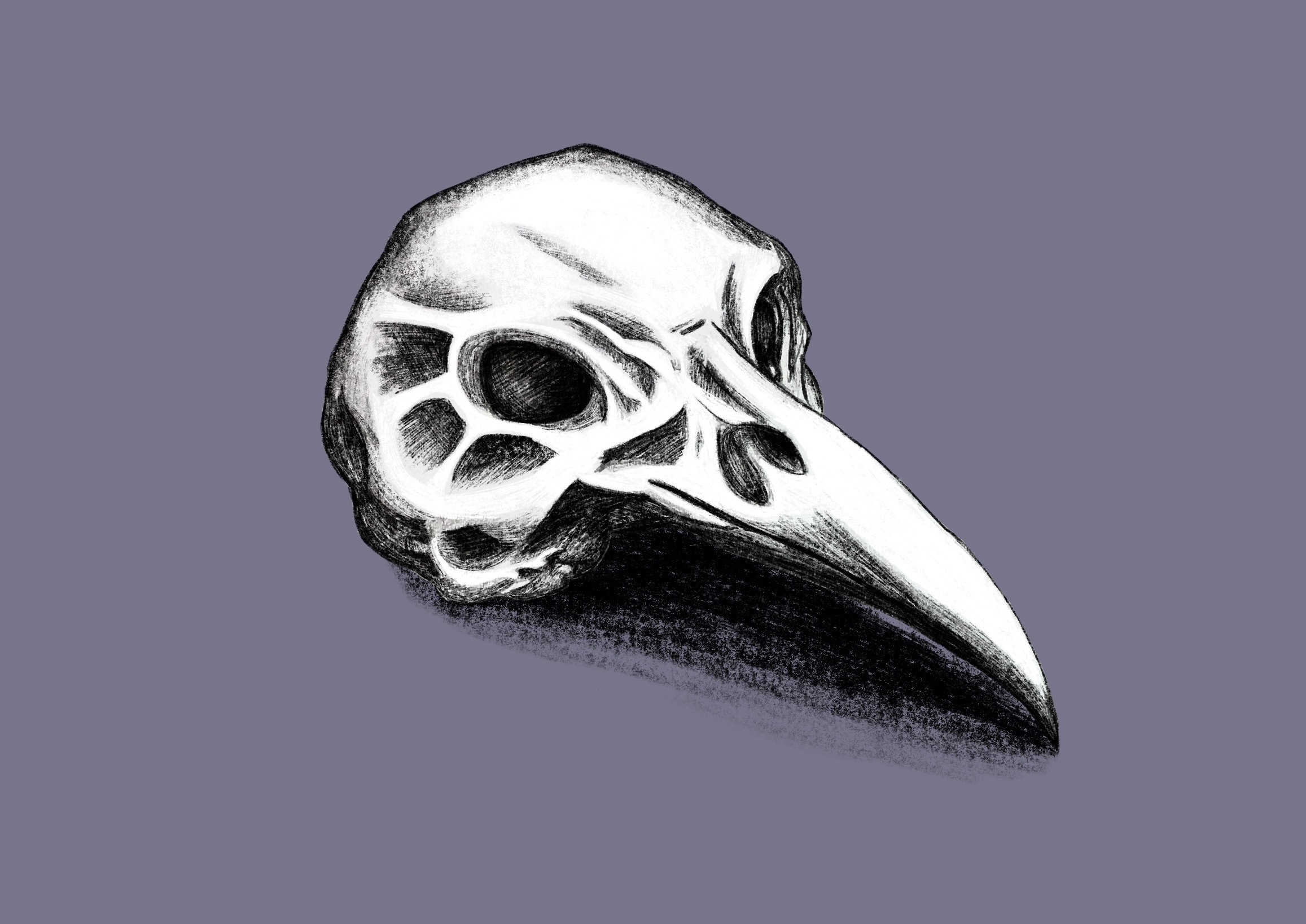 Raven Skull Drawing