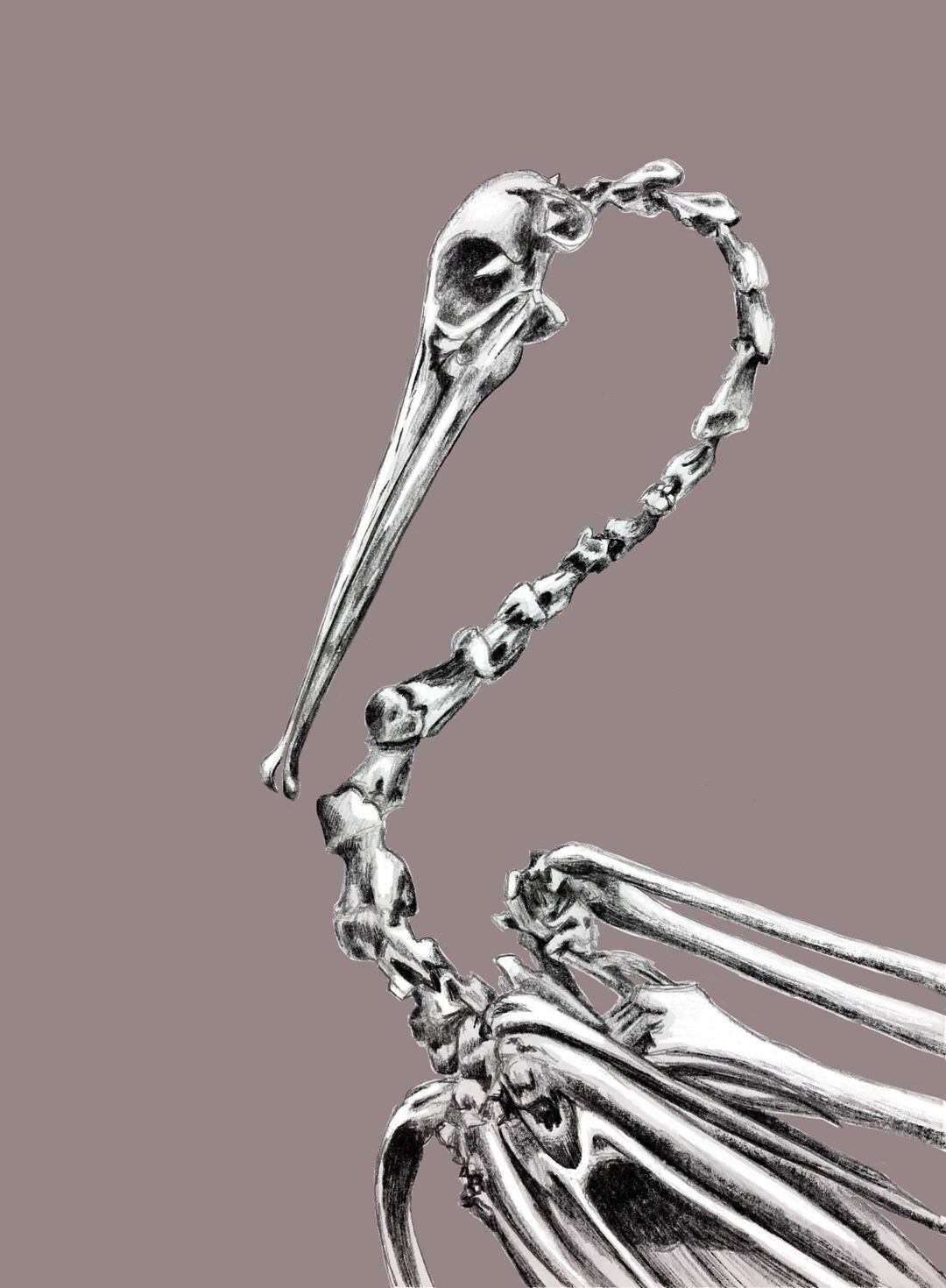 Crane Skeleton - Skull Art - Etsy