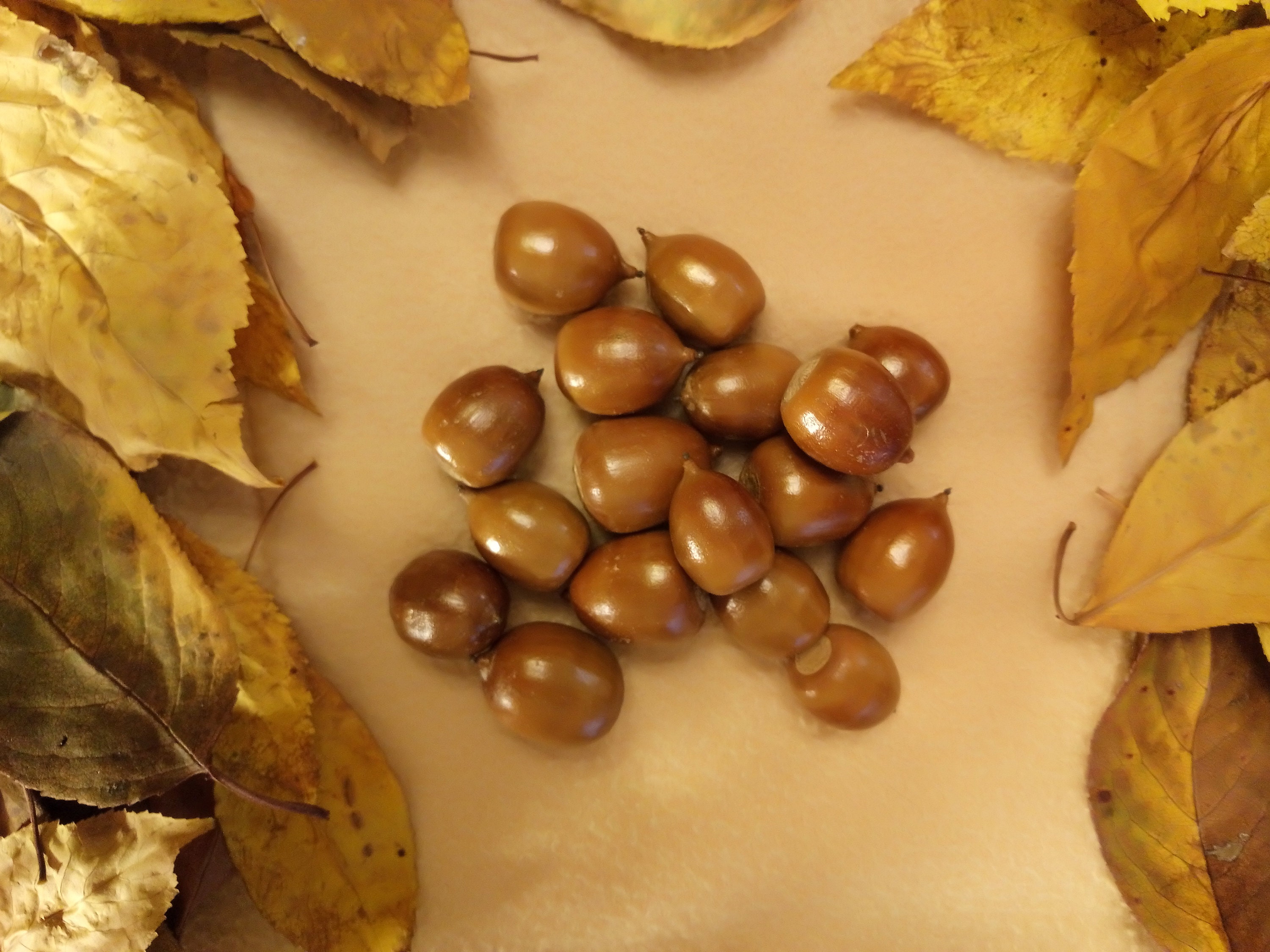 30 Natural Acorns for Holiday Decor Polished Acorns With Caps - Etsy