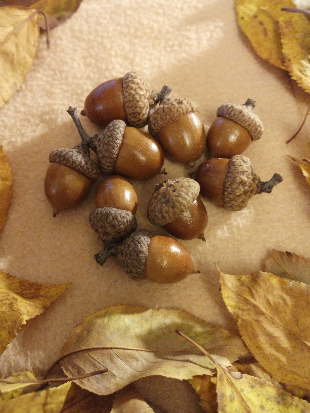 30 Natural Acorns for Holiday Decor Polished Acorns With Caps - Etsy
