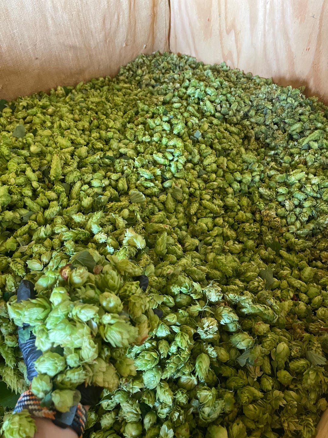 Whole Leaf Hops | Fresh Farm-grown Brewing Hops | Homebrew Beer ...