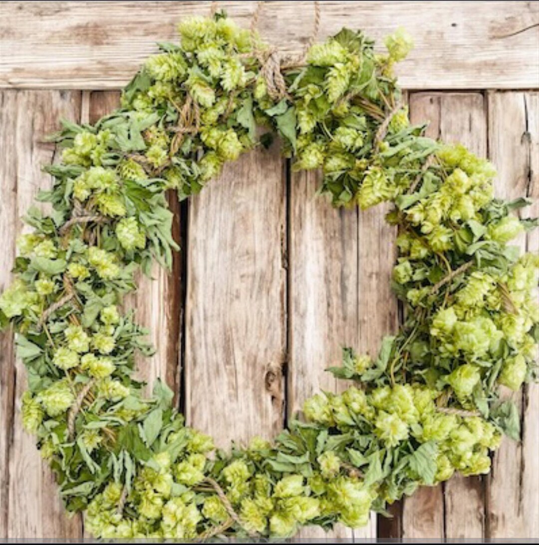 Dried Hop Flowers – Preserved for Wedding & Fall Decor - Hops Flower - Etsy