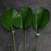 Long Green Artificial Leaf, Fake Round Leaf, Fake Foliage, Faux Lotus ...