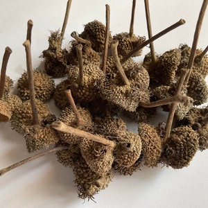 Bur Acorn Caps. Bur Oak Acorn Tops, Acorn Tops, Real Acorn Tops, 50 Pcs ...