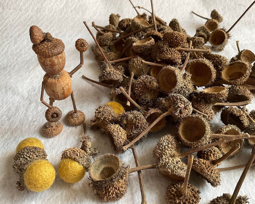 Bur Acorn Caps. Bur Oak Acorn Tops, Acorn Tops, Real Acorn Tops, 50 Pcs ...