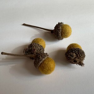 Bur Acorn Caps. Bur Oak Acorn Tops, Acorn Tops, Real Acorn Tops, 50 Pcs ...