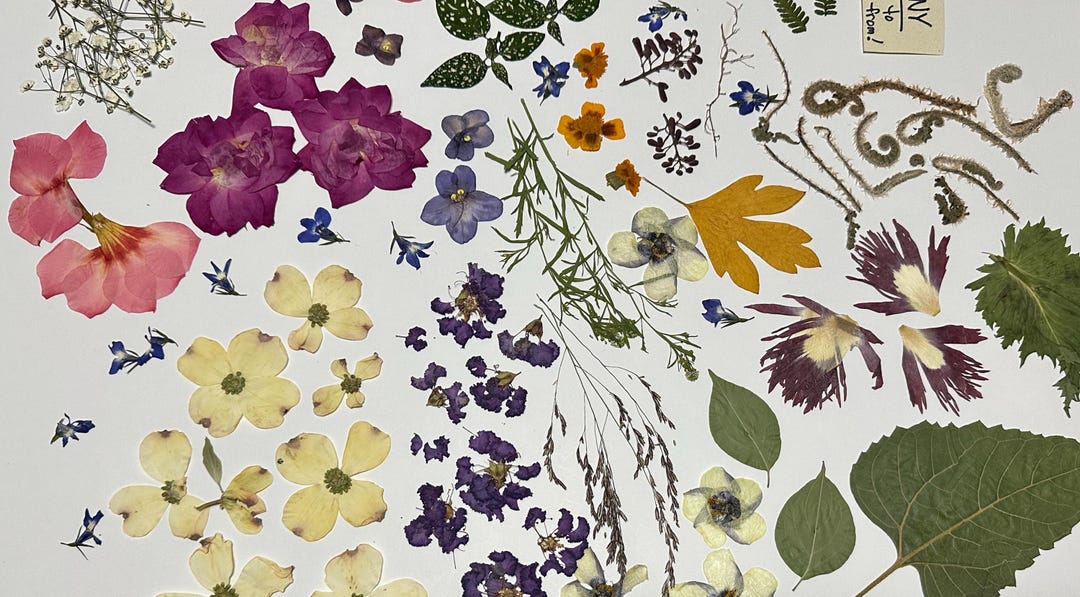 Pressed Flower Sample Pack B - Etsy