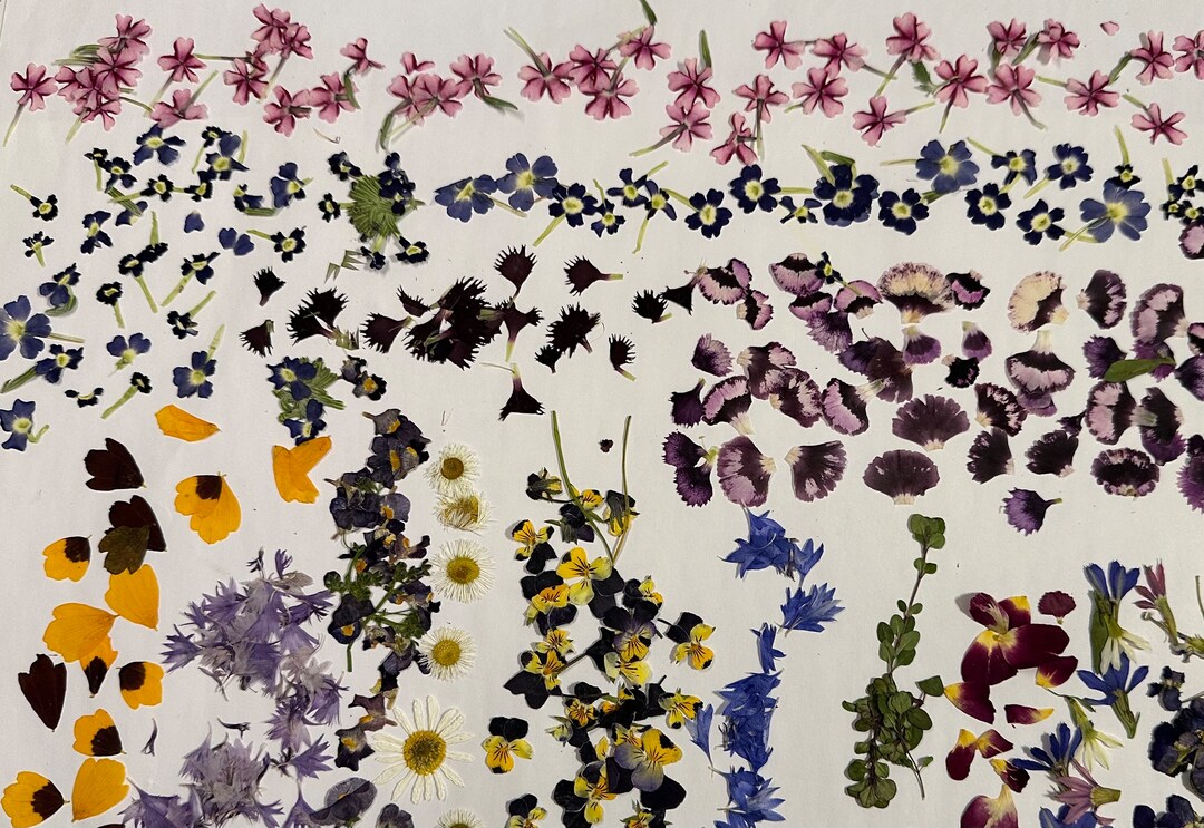 Dozens of Pressed Small Flowers for Cake ‘confetti’ or Cookies ...